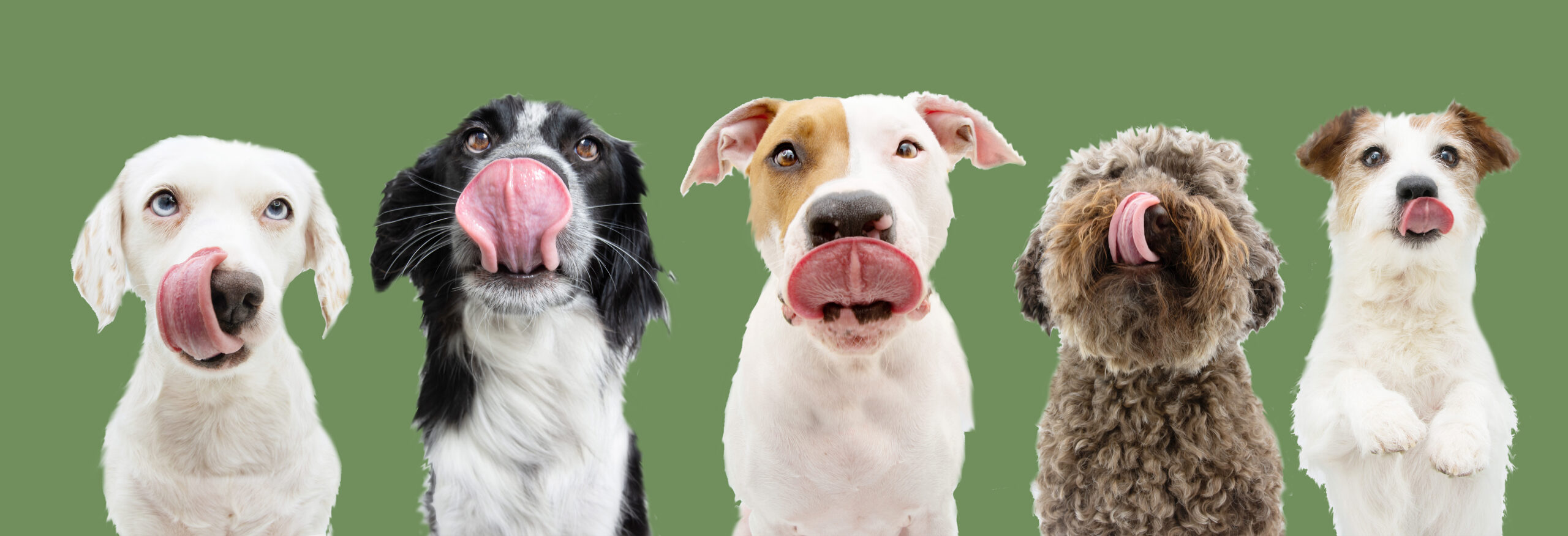 Pet Food Manufacturing Machinery